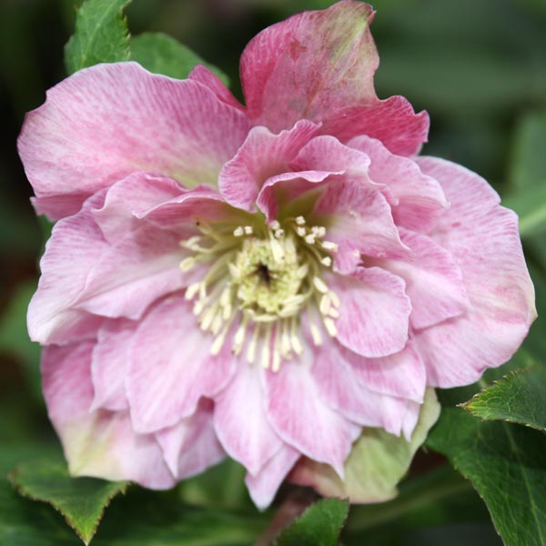 Assortiment - Nachtvlinder Double Ellen - enkelbloemige Pretty Ellen