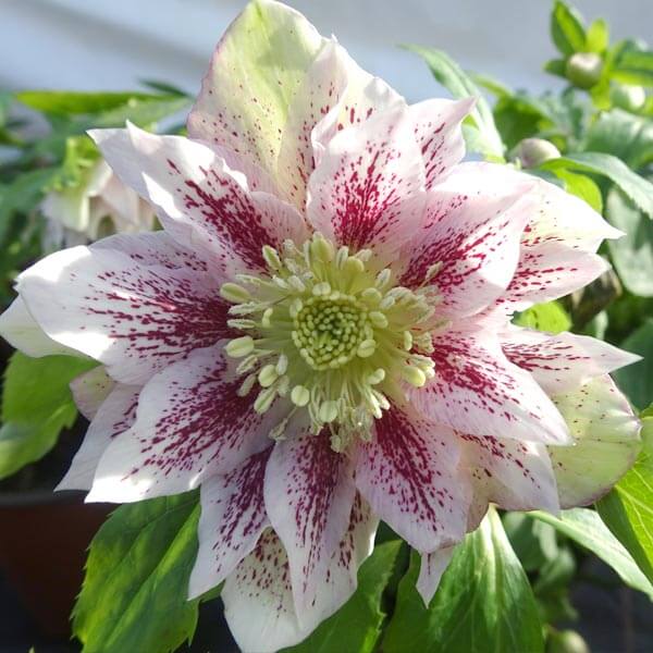 Assortiment - Nachtvlinder Double Ellen - enkelbloemige Pretty Ellen