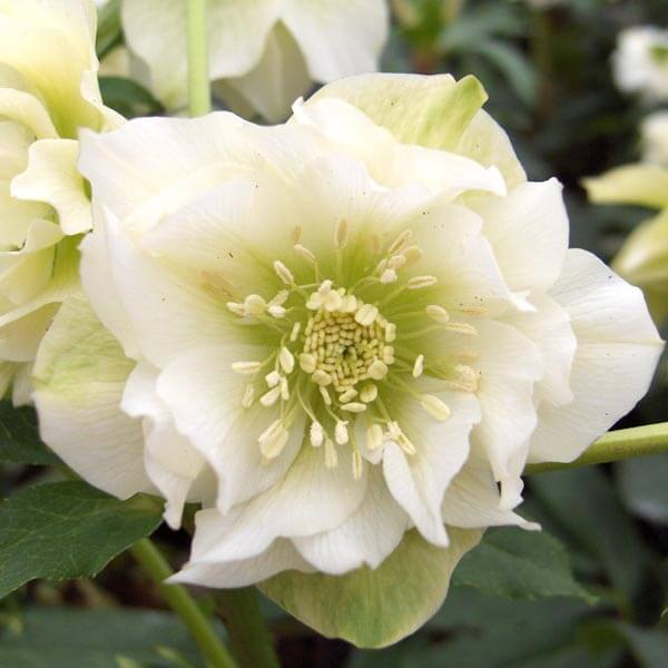 Assortiment - Nachtvlinder Double Ellen - enkelbloemige Pretty Ellen